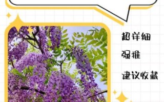 紫藤怎么养_紫藤花什么时候开