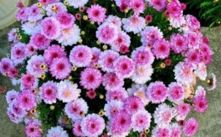 玛格丽特花品种有哪些_新手如何挑选