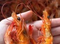 袋装干虾怎么泡发_袋装干虾的做法大全