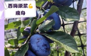 西梅减肥法的正确吃法_西梅减肥多久见效