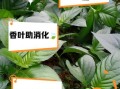 香叶的功效与作用_香叶的正确吃法