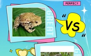 牛蛙和癞蛤蟆的区别_牛蛙是癞蛤蟆吗