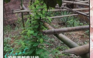 鸡骨草什么人不能吃_鸡骨草禁忌人群