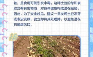 土豆发芽可以吃吗_土豆发芽了怎么处理