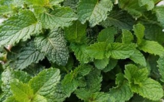 薄荷图片大全_薄荷长什么样