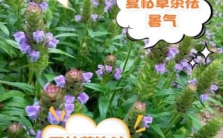 夏枯草能治乳腺增生吗_多久见效