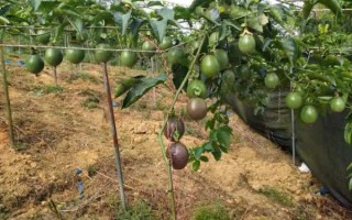 百香果种植多久才结果_百香果几年能结果