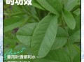 番泻叶能治便秘吗_番泻叶副作用有哪些