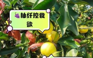 葡萄柚热量高吗_葡萄柚怎么吃减肥