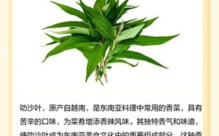 叻沙叶是什么_叻沙叶怎么用在料理里