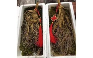 鲜人参怎么吃效果最好_鲜人参功效怎么吃