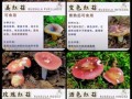 野生蘑菇种类有哪些_如何安全识别可食用品种