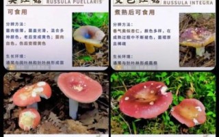 野生蘑菇种类有哪些_如何安全识别可食用品种