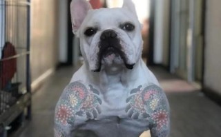 法国斗牛犬图片_哪里找高清图
