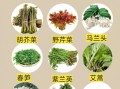 野菜有哪些_野菜怎么辨别能吃吗