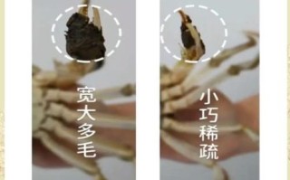 大闸蟹什么时候吃最好_大闸蟹公蟹母蟹哪个季节最肥