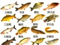 鱼类图片大全大图_如何识别常见淡水鱼
