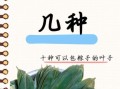 粽叶有哪几种_粽叶图片大全