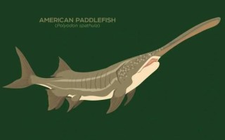 匙吻鲟是国家保护鱼类吗_养殖与法律风险