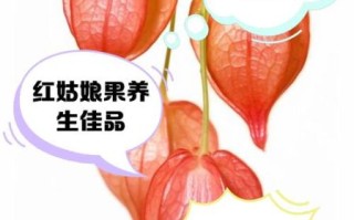红姑娘果的功效与禁忌_孕妇能吃吗
