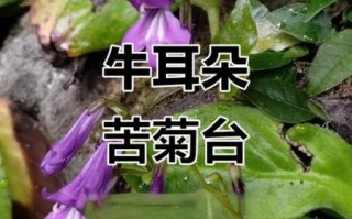 牛耳朵草有什么功效_牛耳朵草能治什么病