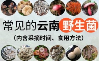 野生菌图片大全及名称_哪些野生菌可以吃