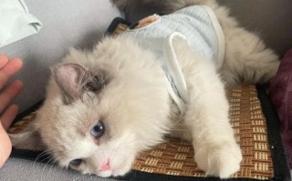 小泡芙猫是什么品种_小泡芙猫多少钱一只