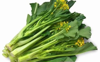 迟菜心的营养价值_迟菜心有什么功效
