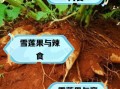 雪莲果的功效与作用禁忌_雪莲果怎么吃最好
