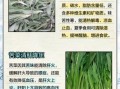 苦益菜图片功效与作用_苦益菜怎么吃效果最好