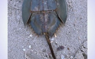 吃鲎犯法吗_鲎多少钱一斤