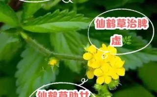 女人吃仙草有什么好处_仙草对女性有哪些功效