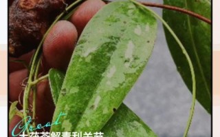 土茯苓图片功效与作用_土茯苓怎么吃最好
