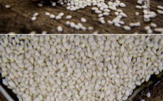 江米是什么_江米和糯米一样吗