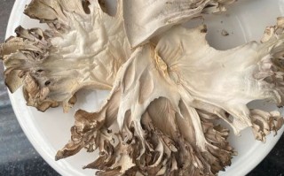 灰树花菇怎么做好吃_灰树花菇的家常做法