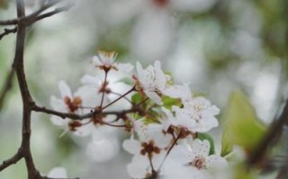 油旋儿怎么做_油旋儿正宗做法