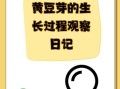 黄豆芽怎么种_家庭无土栽培黄豆芽步骤