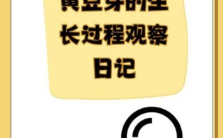 黄豆芽怎么种_家庭无土栽培黄豆芽步骤