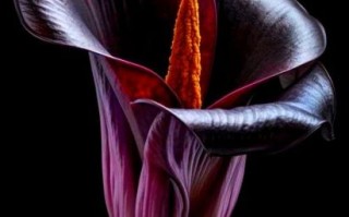 黑色马蹄莲花语是什么_黑色马蹄莲适合送什么人