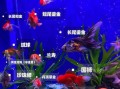 热带鱼能和金鱼一起养吗_混养注意事项