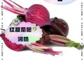红甜菜根的功效与作用_红甜菜根怎么吃最营养