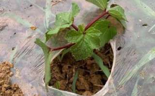 秋葵苗多久浇一次水_秋葵苗长什么样