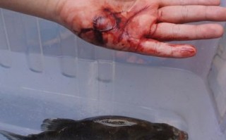食人鲳怎么养_食人鲳咬人吗