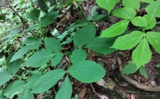 野当归图片_野当归和当归区别