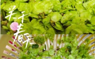 蒸榆钱的功效与作用_蒸榆钱怎么做才好吃