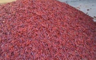 辣椒烘干机多少钱一台_辣椒烘干机怎么选