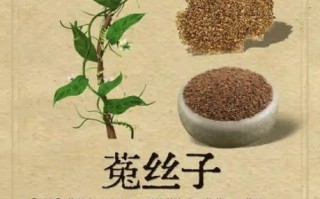 菟丝子能提高性功能吗_菟丝子怎么吃效果最好