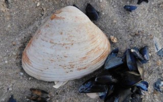 河蚌为什么蚂蟥多_河蚌养殖如何减少蚂蟥