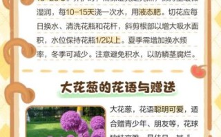 葱花秀秀是什么_葱花秀秀怎么用