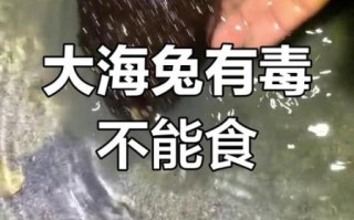 海兔是什么意思_海兔和海参的区别